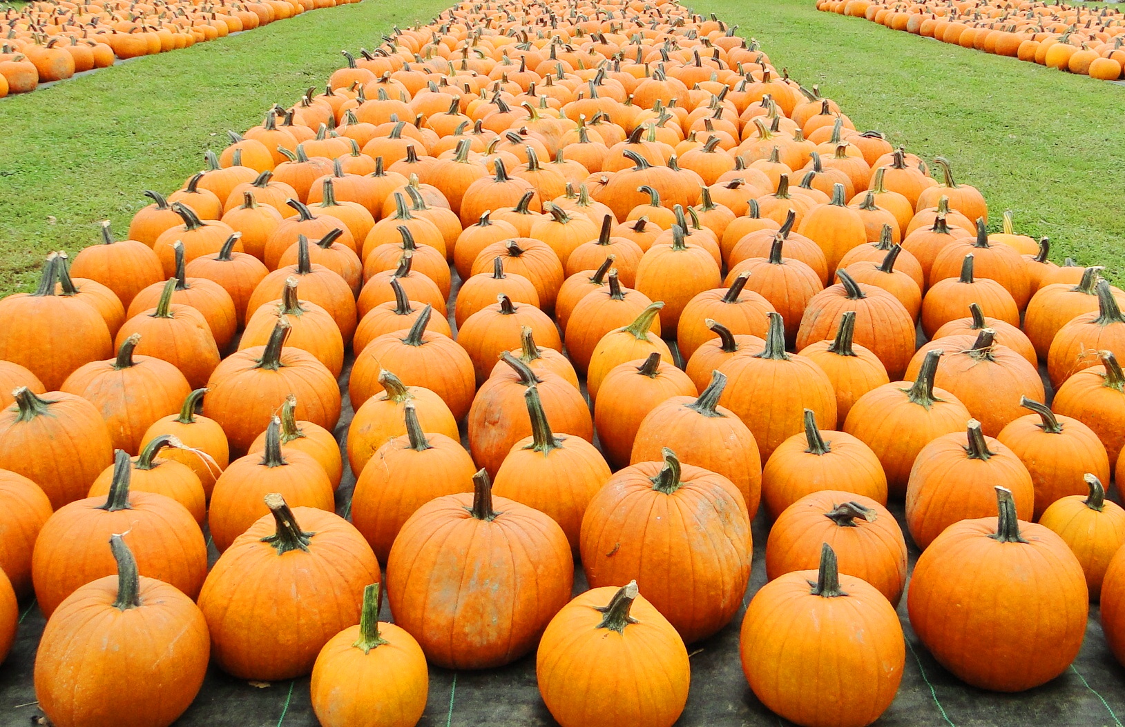 Best Fredericksburg, VA Pumpkin Patches (Cider, Hayrides, and More!)