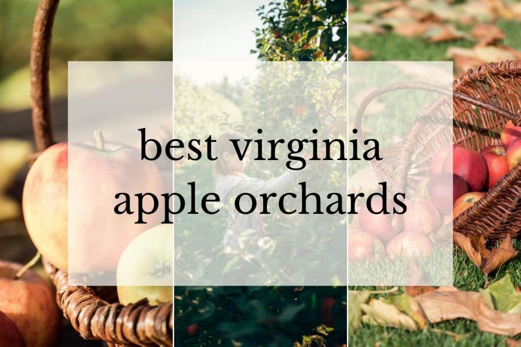 11 Gorgeous Apple Orchards in Virginia (Best VA Apple Picking!)