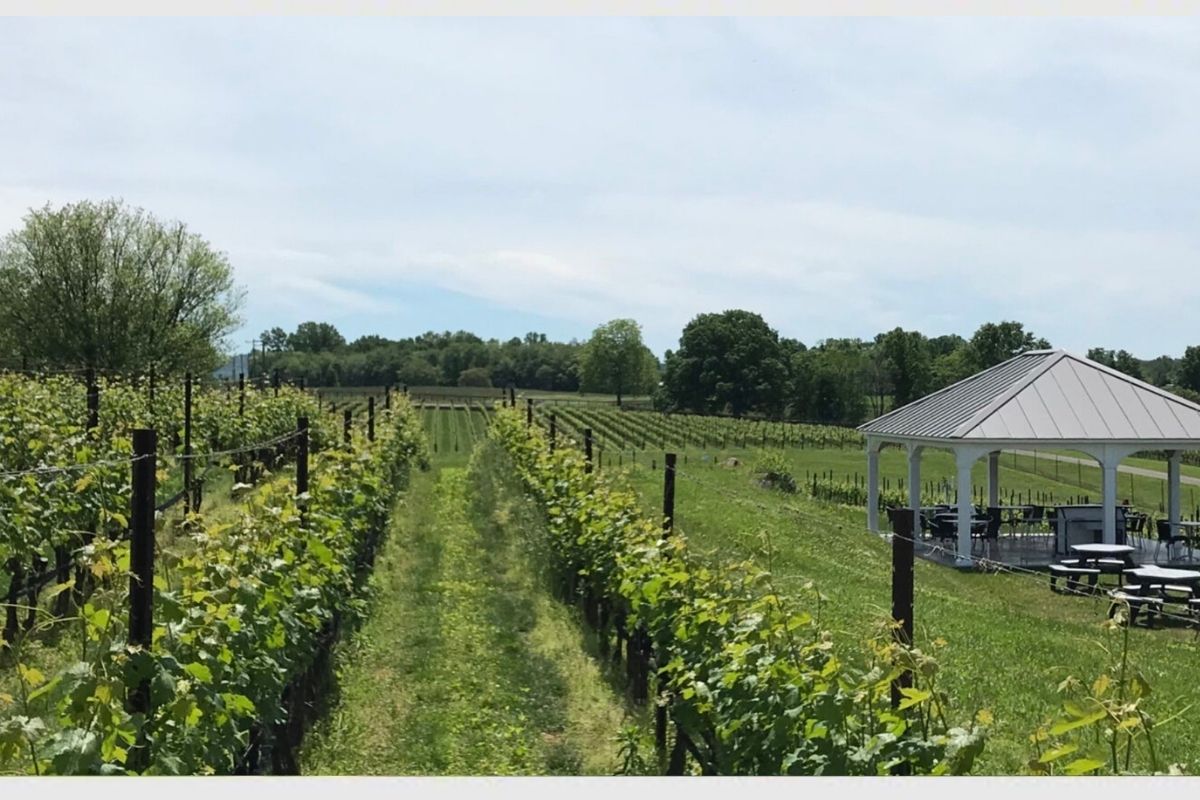The 10 Best Wineries in Northern Virginia: Tasting Rooms, Snacks, and ...