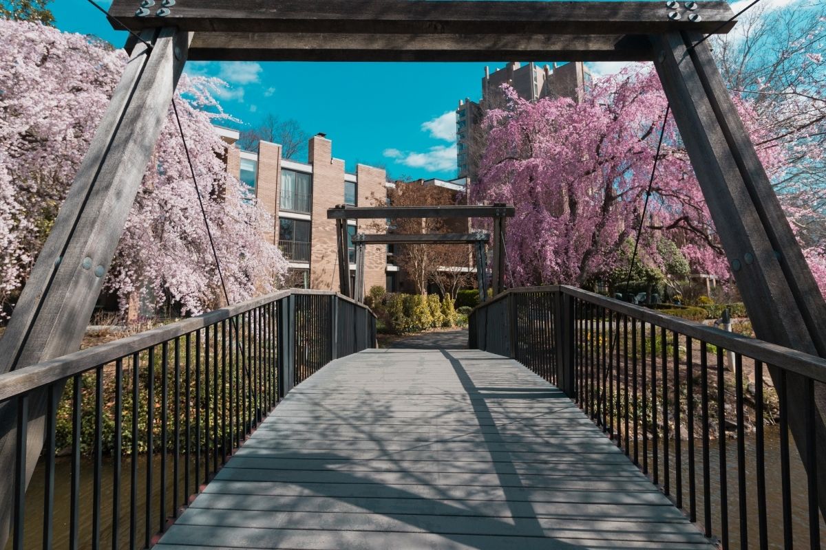 The Best Places to See Cherry Blossoms in Virginia - Historic Virginia ...