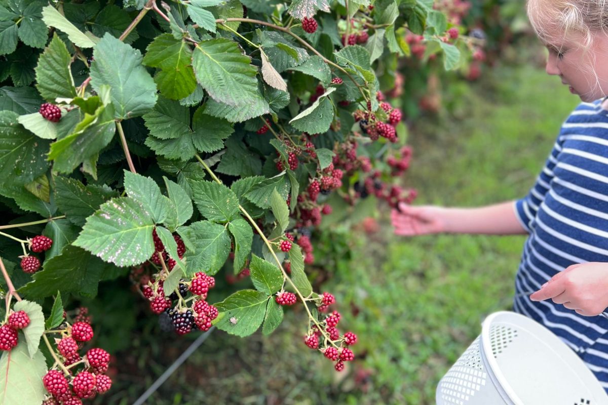 Gorgeous Berry Farms Near Fredericksburg Virginia (Pick Your Own ...