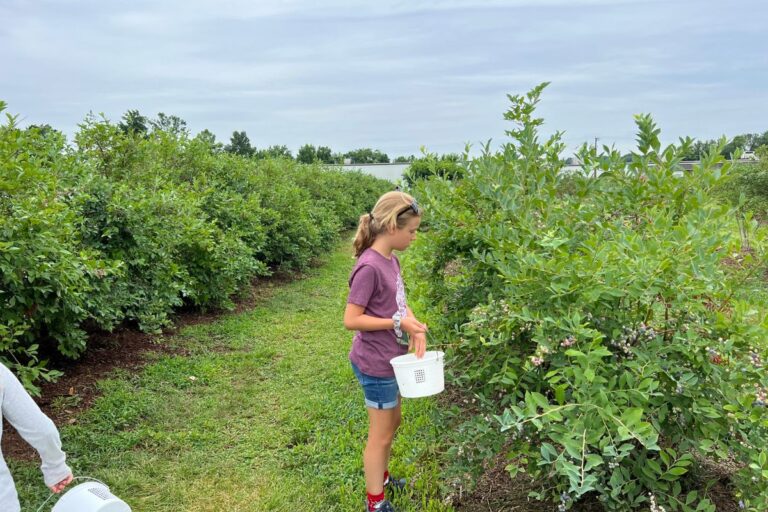 Gorgeous Berry Farms Near Fredericksburg Virginia (Pick Your Own ...