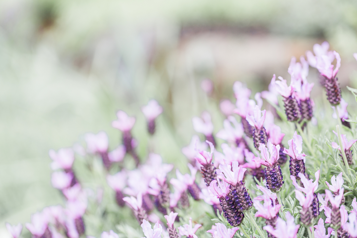 12 U-Pick Flower Farms in Virginia That Are Instagram-Worthy ...