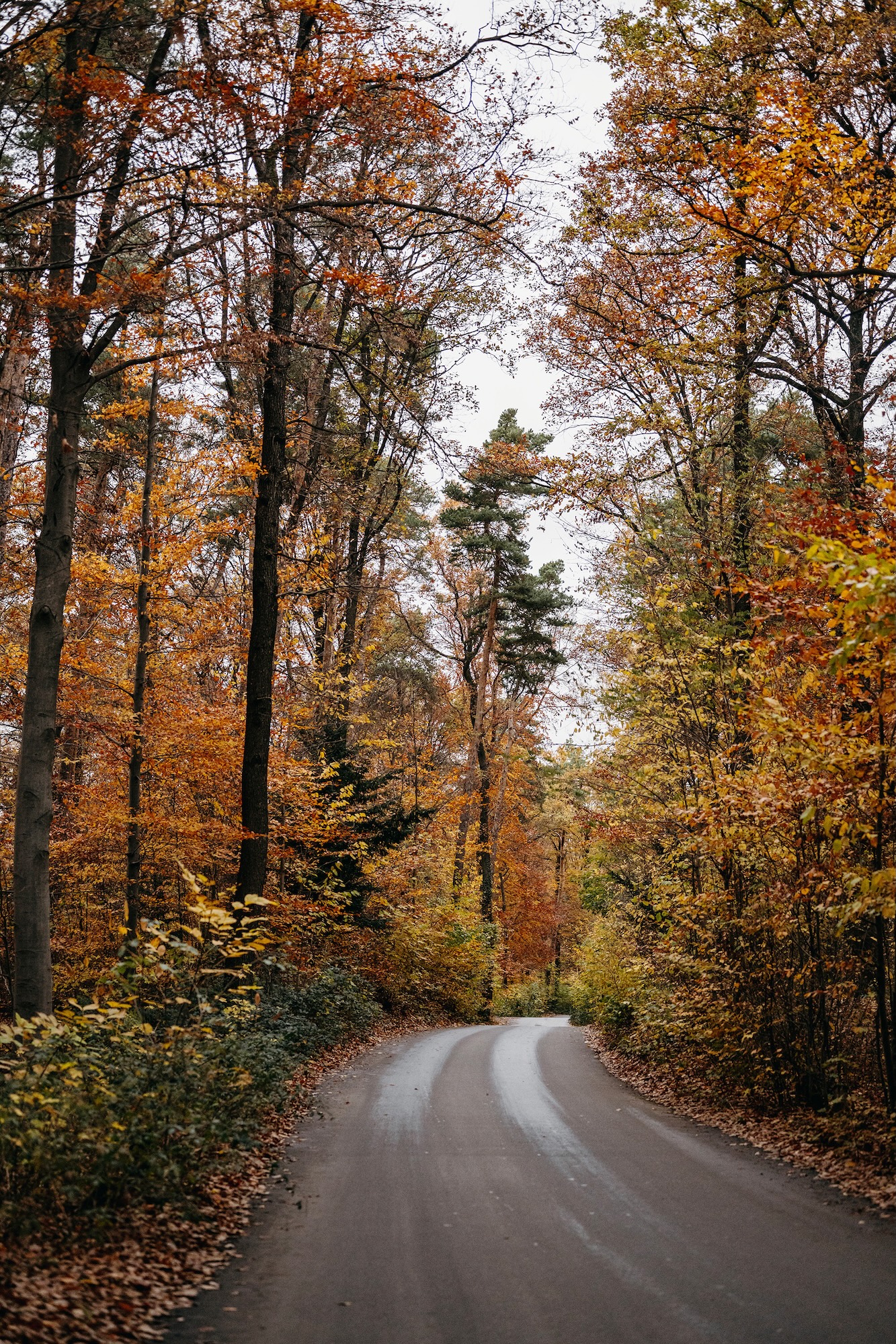 13 Places to See Gorgeous Fall Foliage in Virginia {It's Unforgettable!}