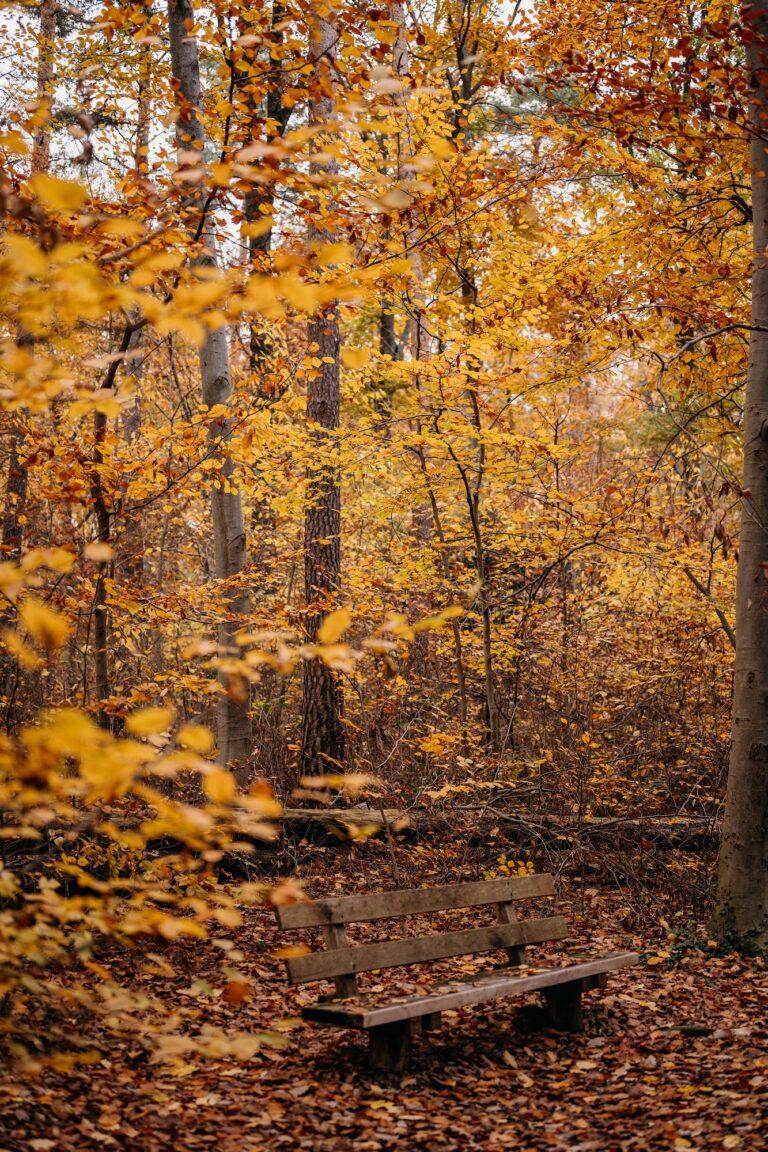 13 Places to See Gorgeous Fall Foliage in Virginia {It's Unforgettable!}