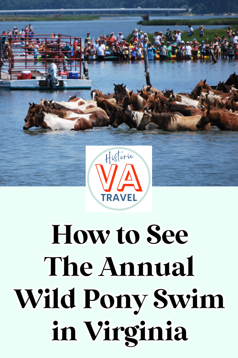 Beginner's Guide to Wild Horses In Virginia (The Beaches You Must See ...